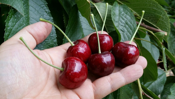 Greek products of exceptional quality & high nutritional value. – Greek ...